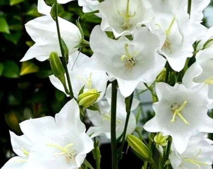 Campanula White Bellflower Persicifolia White Bell Flower. Perennial ...