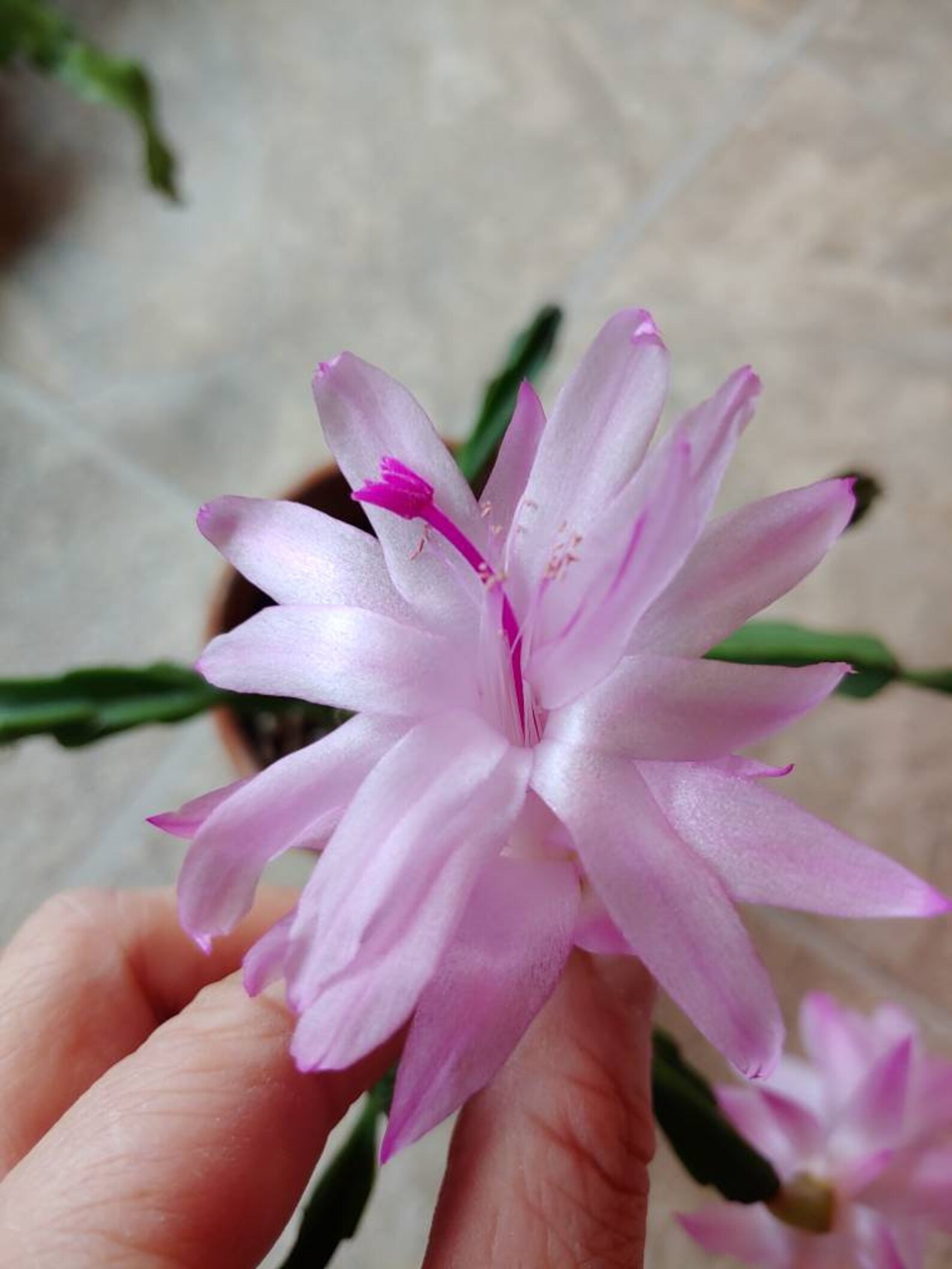 Very Rare Exotica agnetha 1 Fresh Cutting 4 - Etsy