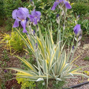 Bearded Zebra Iris Pallida Aureo Variegata Gold Variegated 1 Rooted ...