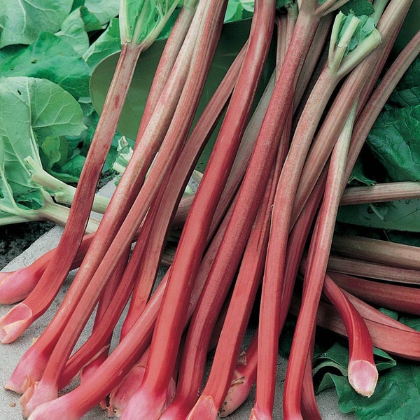 Rhubarb Plant - Etsy