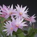 Easter Cactus gemini Pink Spring Cactus Sunrise Cactus Christmas Cactus ...