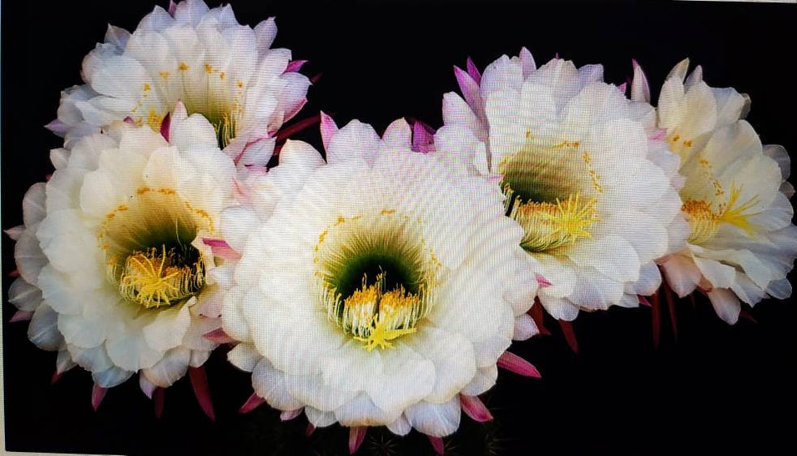 Trichocereus Hybrid Sun Goddess With Huge Bloom Cactus | Etsy