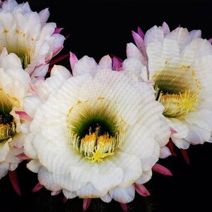 Trichocereus Hybrid Sun Goddess With Huge Bloom Cactus Succulent 1 ...