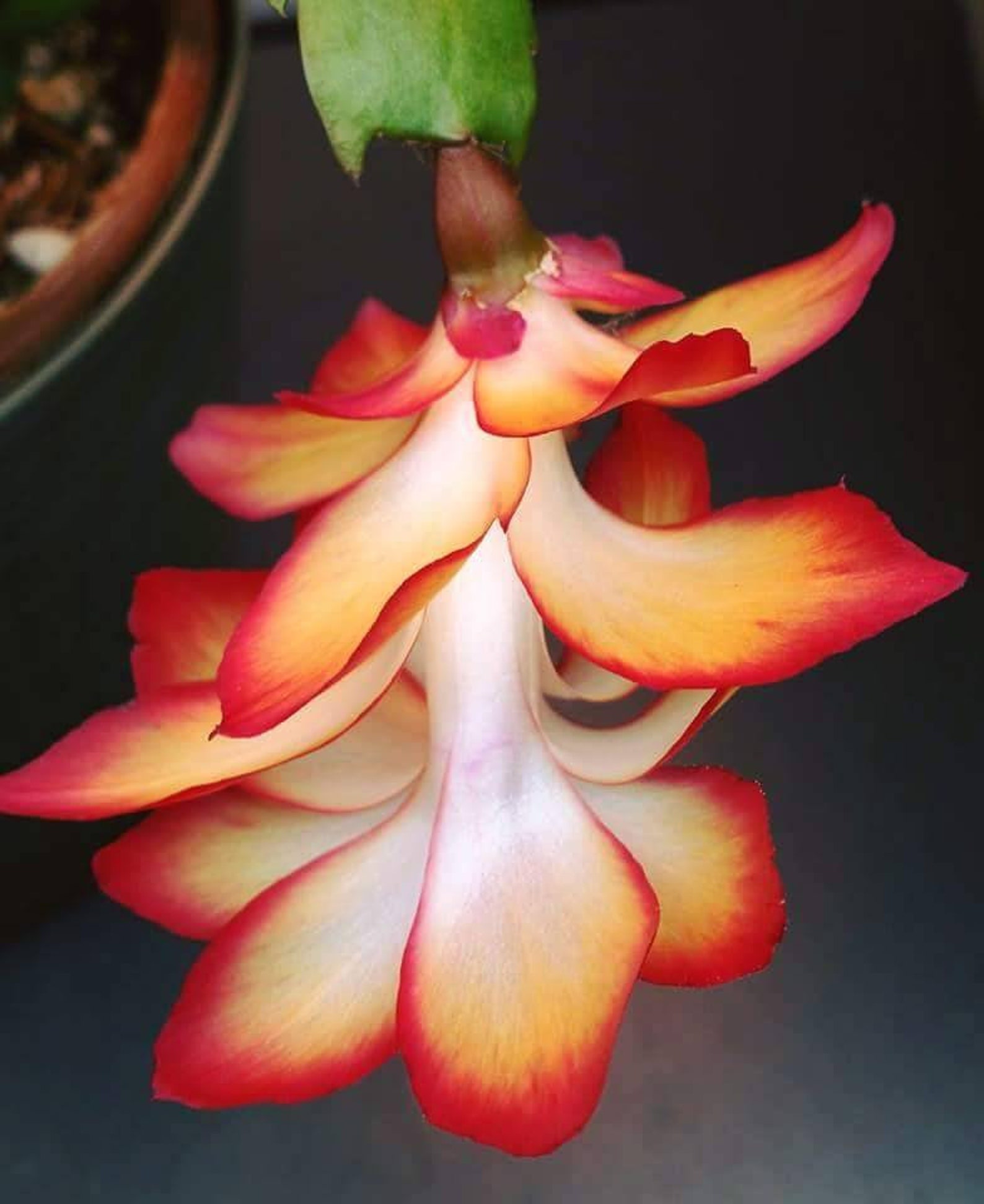 Christmas Cactus samba Brazil See Plant Picture - Etsy