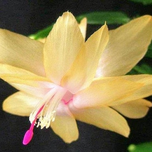 Christmas Cactus 1 Rooted Plant limelight Dancer Thanksgiving ...