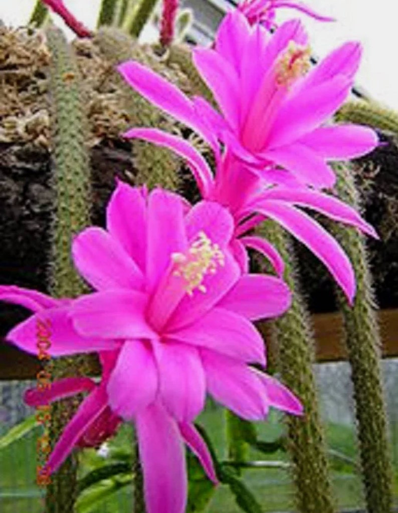 Aporocactus 1 Rooted Plant Flagelliformis Pink Rat Tail Cactus - Etsy