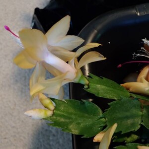 Christmas Cactus 1 Rooted Plant limelight Dancer Thanksgiving ...