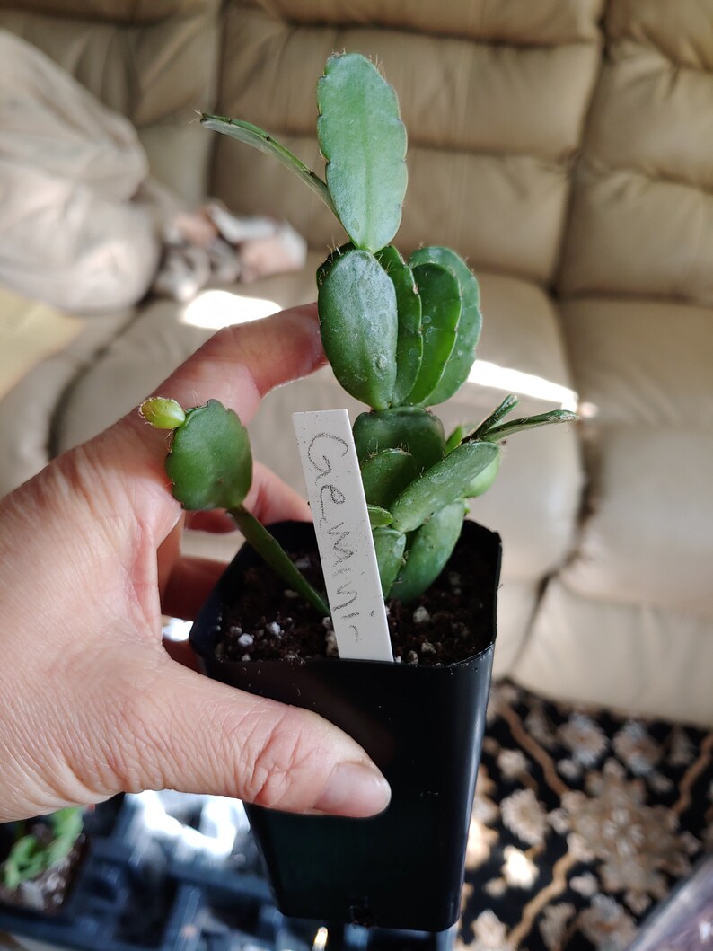 Easter Cactus gemini Pink Spring Cactus Sunrise Cactus Christmas Cactus ...