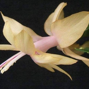 Christmas Cactus 1 Rooted Plant limelight Dancer Thanksgiving ...