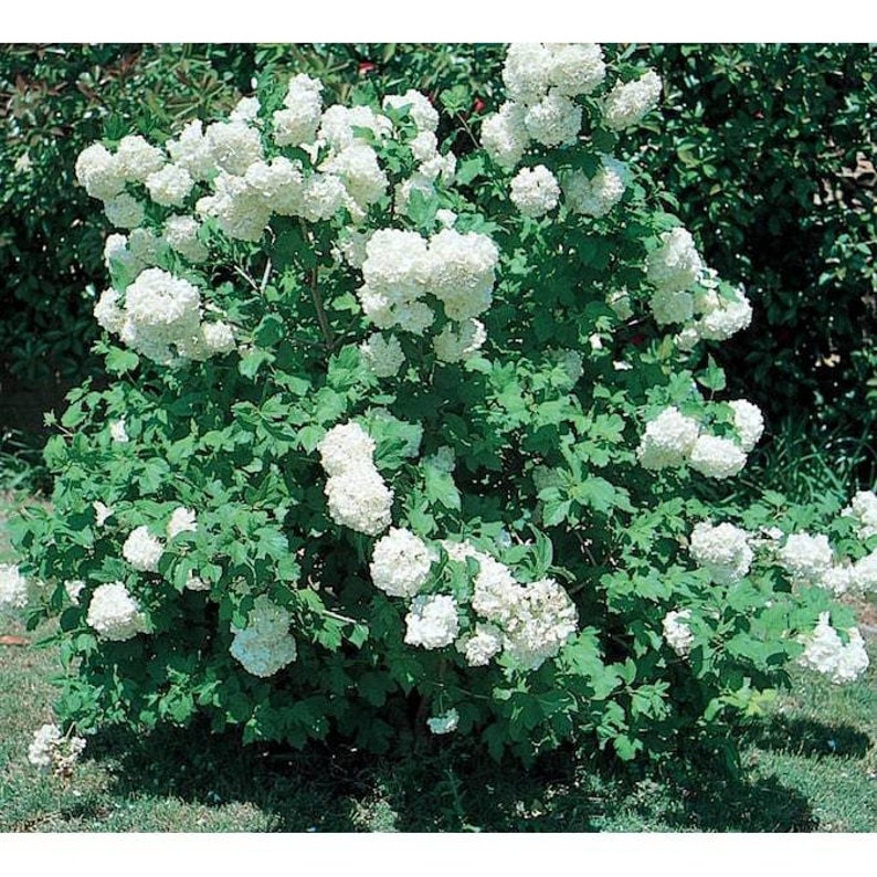 Snowball Bush Common Snowball 10 Fresh Cutting With No Root No - Etsy