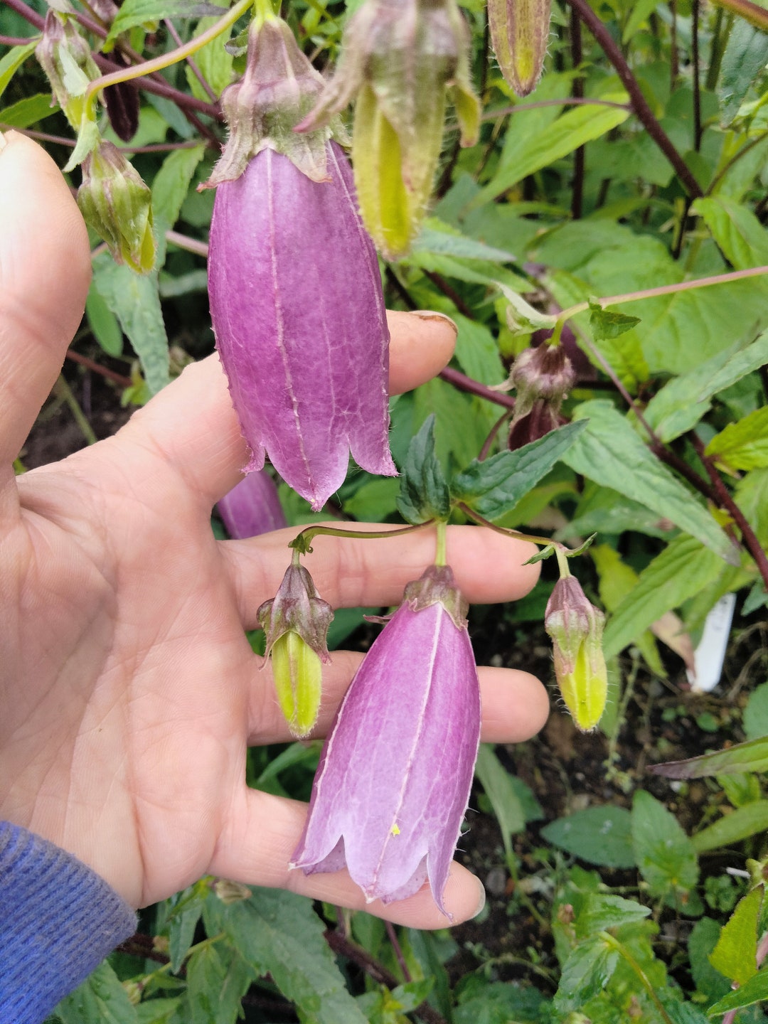 Cherry Bell Flower Campanula Perennial Flowers Outdoor 10 Rooted. - Etsy