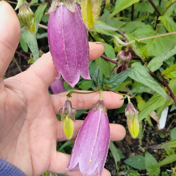 LisaPlantShop - Etsy