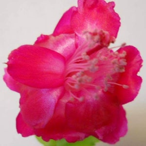 Christmas Cactus purple Devil 1 Rooted Plant Thanksgiving Cactus ...