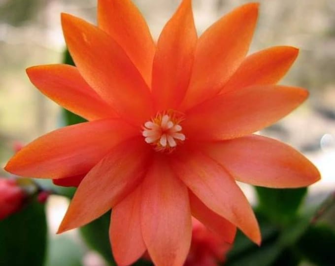 Easter Cactus "thor Abigal" Pretty Orange Color Rhipsalidopsis ...