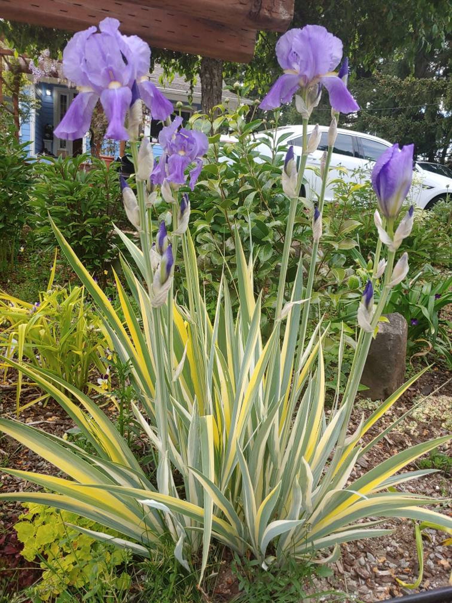 Bearded Zebra Iris Pallida Aureo Variegata Gold Variegated 1 | Etsy