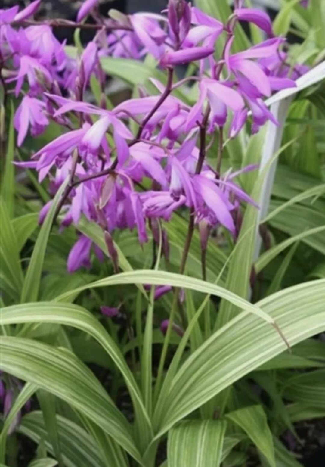 Bletilla Striata Variegata Albostriata Pink Hardy Ground - Etsy