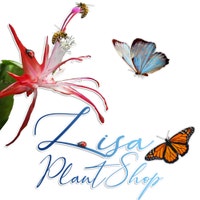LisaPlantShop - Etsy