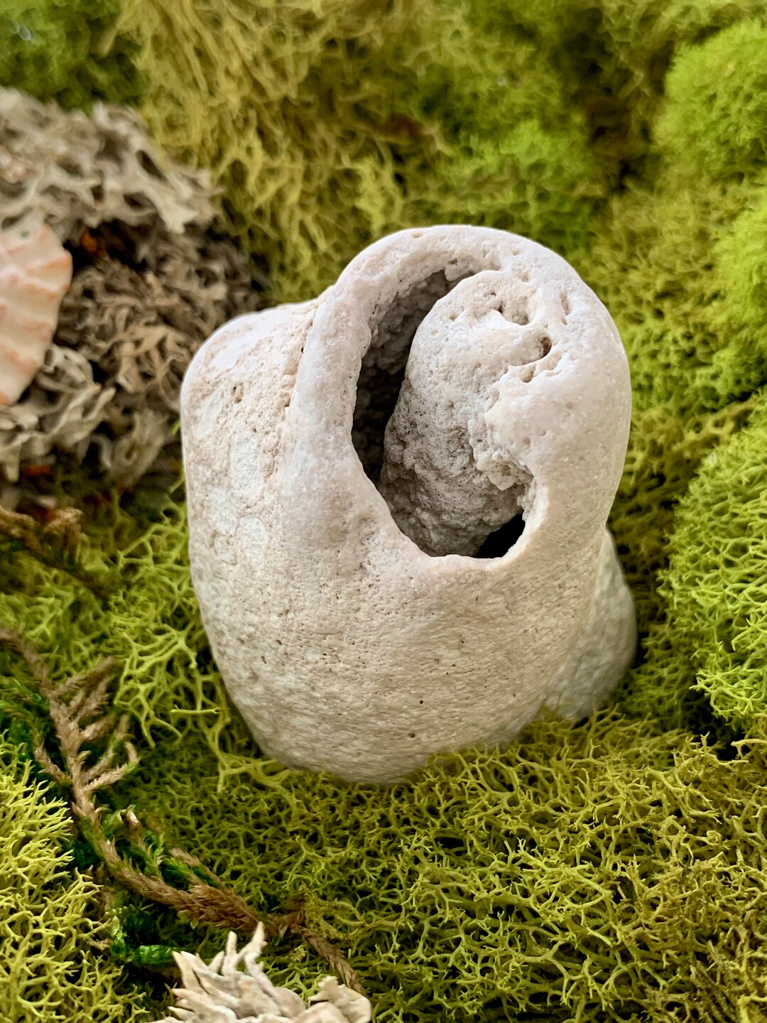 Fossilized Coral Specimen Spiral Shape Druzy Crystals Inside From ...