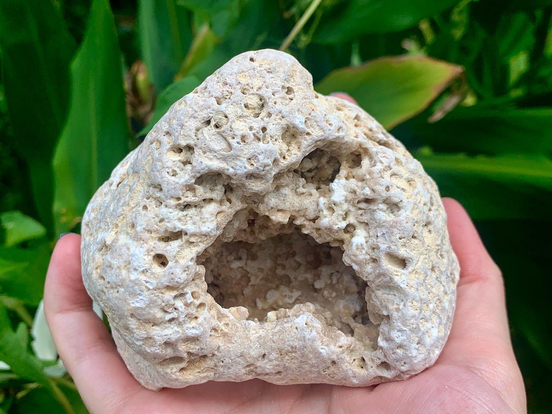 Big Fossilized Coral Specimen Chalcedony Silicified Coral Fossil Head ...