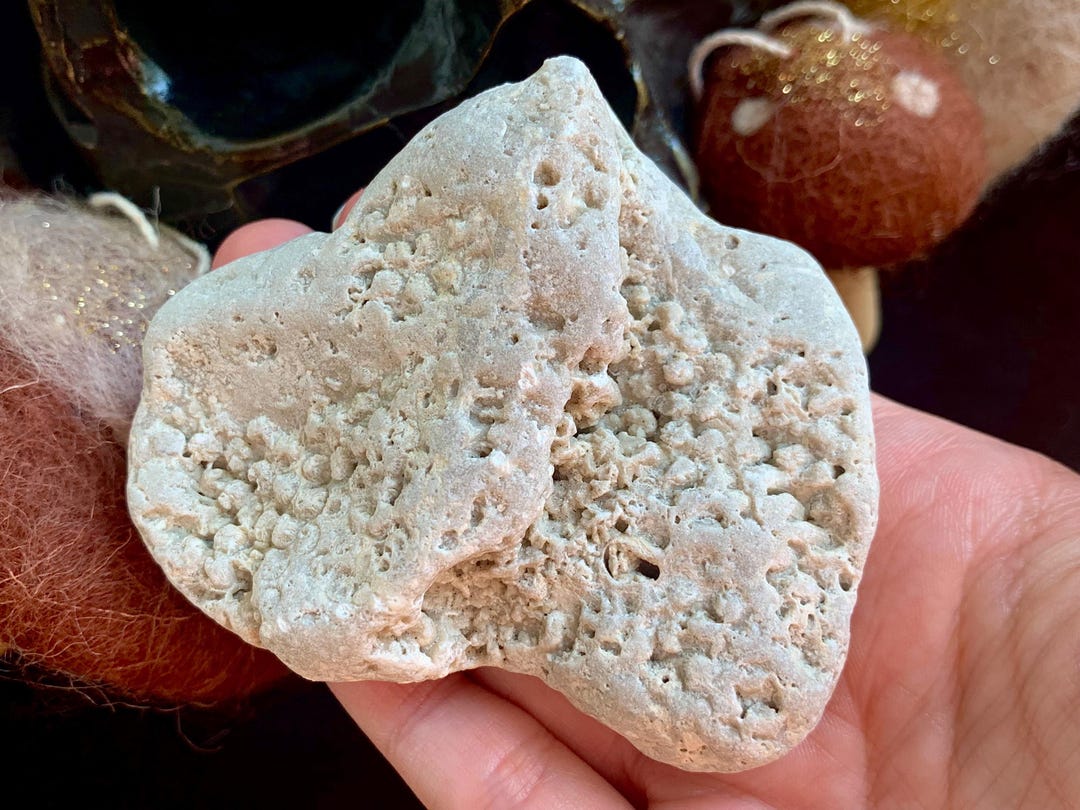 Fossilized Coral Slab Unpolished Blushing Star Colonial Coral Fossil ...