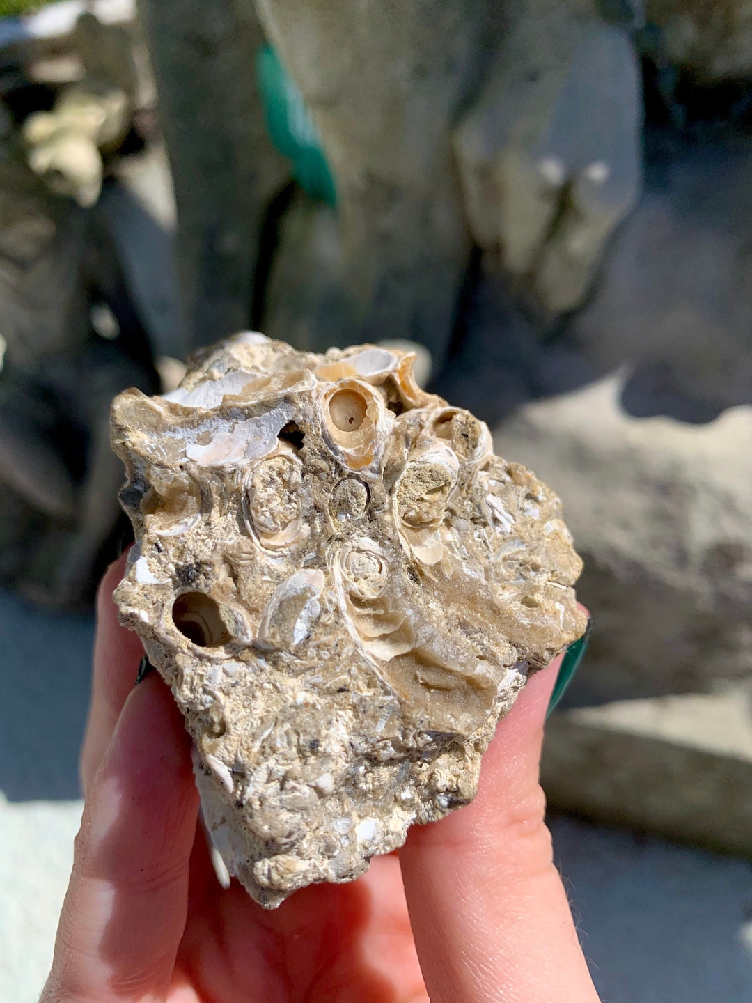 Agatized Shell Fossils Unique Hag Stone UV Reactive Florescent Holy ...