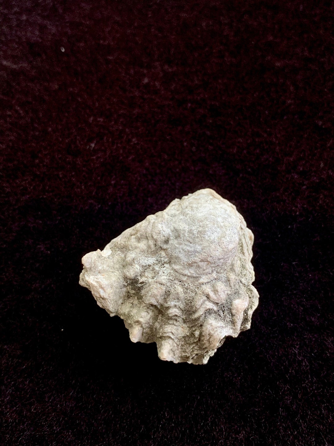 Oyster Fossil Whole Fossilized Oyster Shell From Florida UV Reactive - Etsy