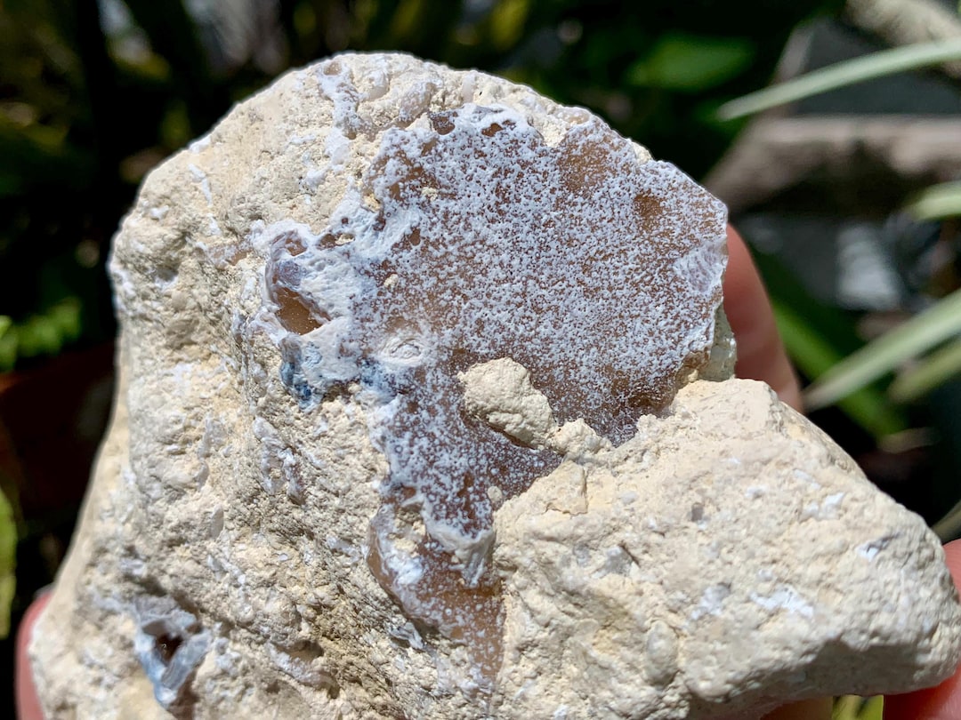 Amber Chalcedony Agatized Coral From Tampa Bay Florida Druzy Agate UV ...