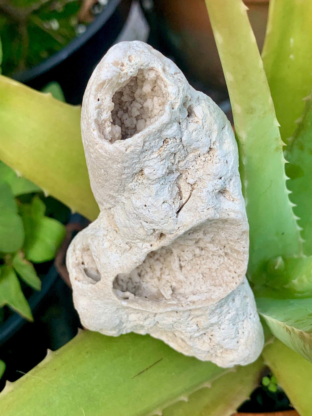 Rare Agatized Coral Finger Coral Fossil Tampa Bay Florida - Etsy