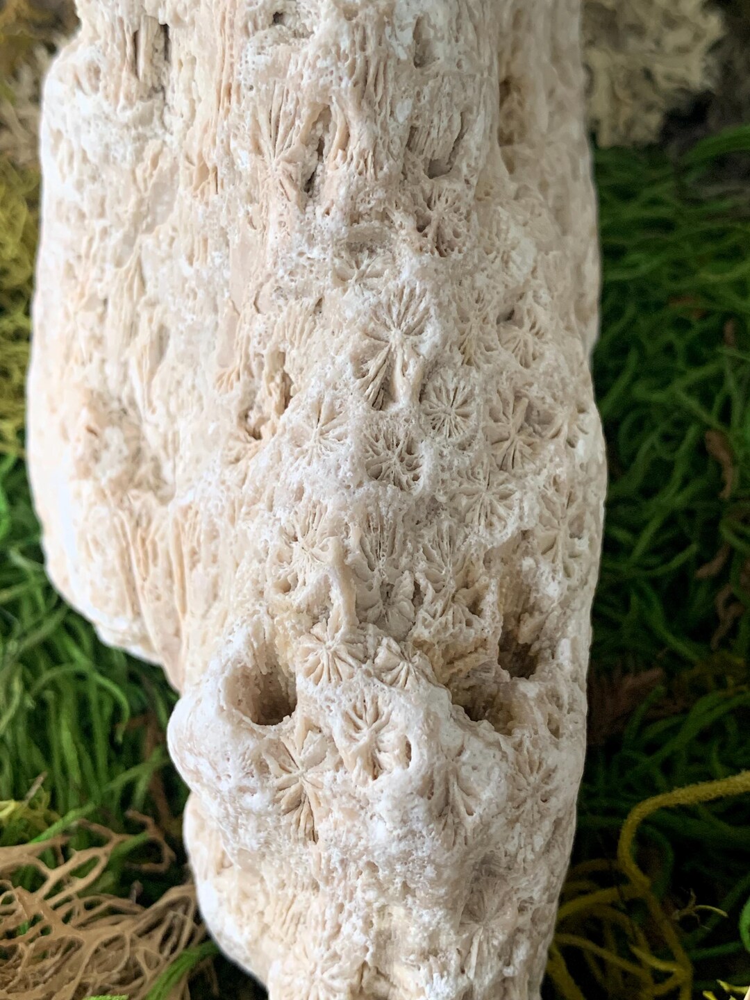Fossilized Coral Chunk Unpolished Chalcedony Tampa Bay UV Reactive ...