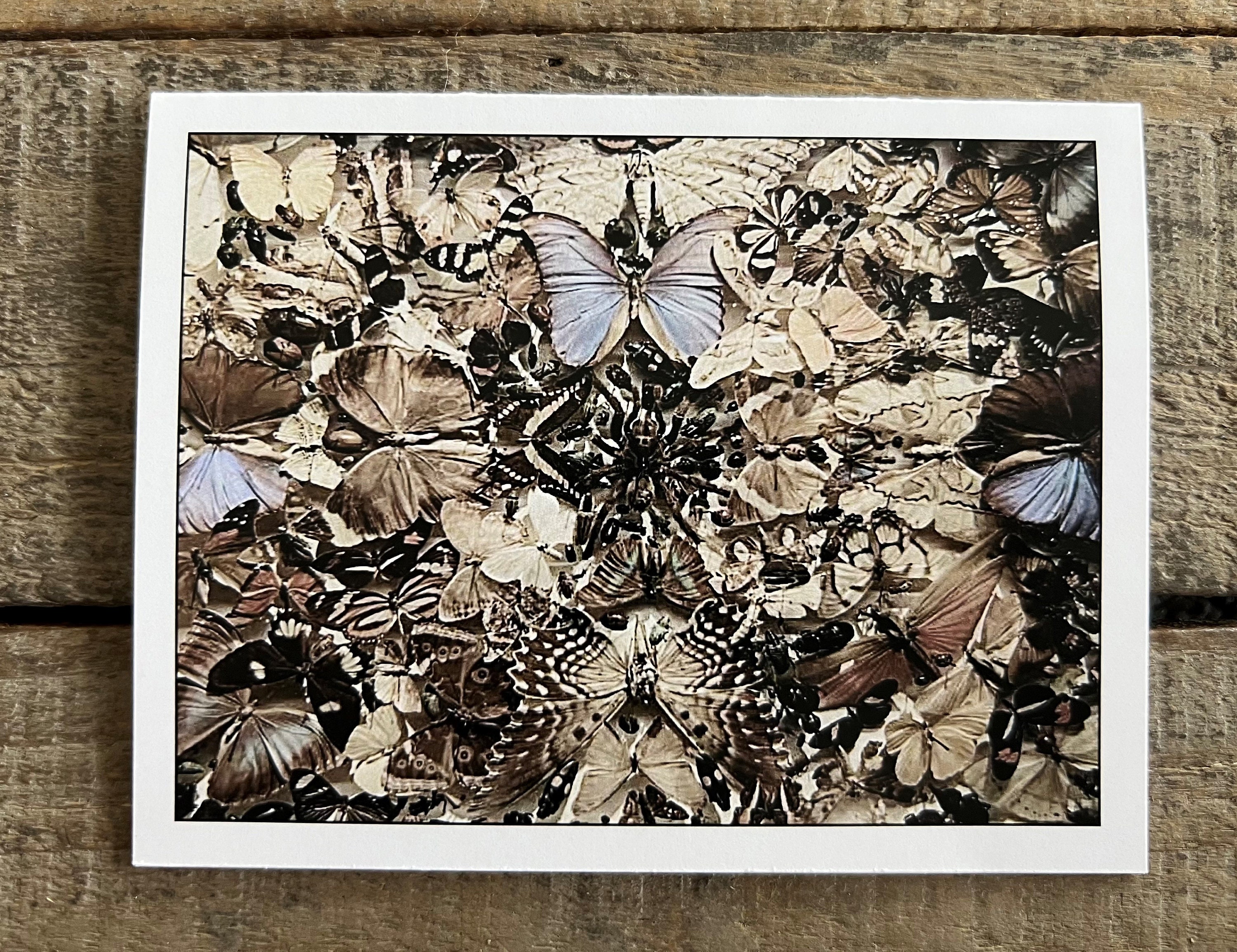 Entomology Card Set, 5 Cards With Envelopes, Insect Cards, Original ...