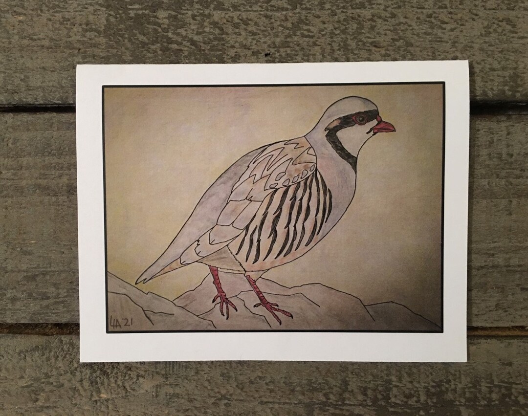 Chukar Cards, 5 Cards With Envelopes, Chukar Notecards, Chukar ...