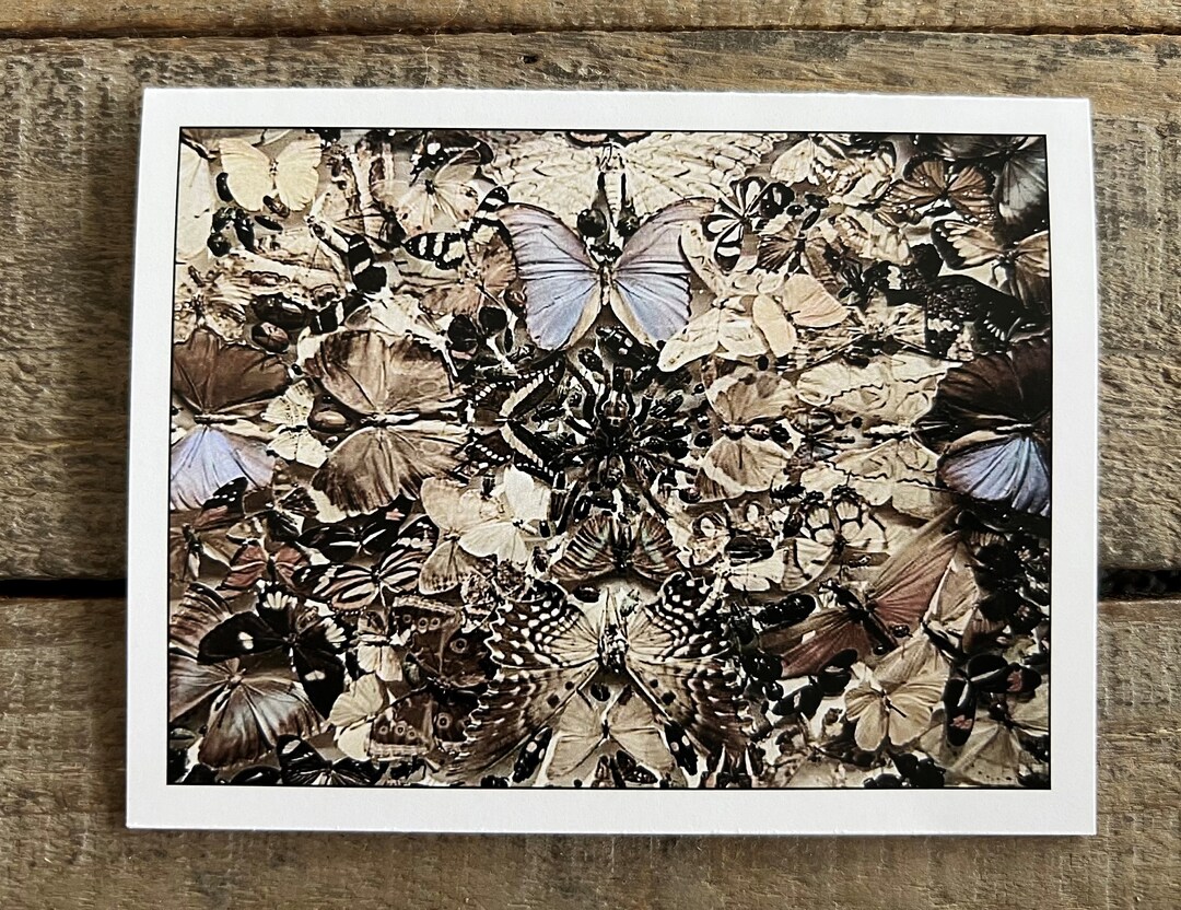 Entomology Card Set, 5 Cards With Envelopes, Insect Cards, Original ...