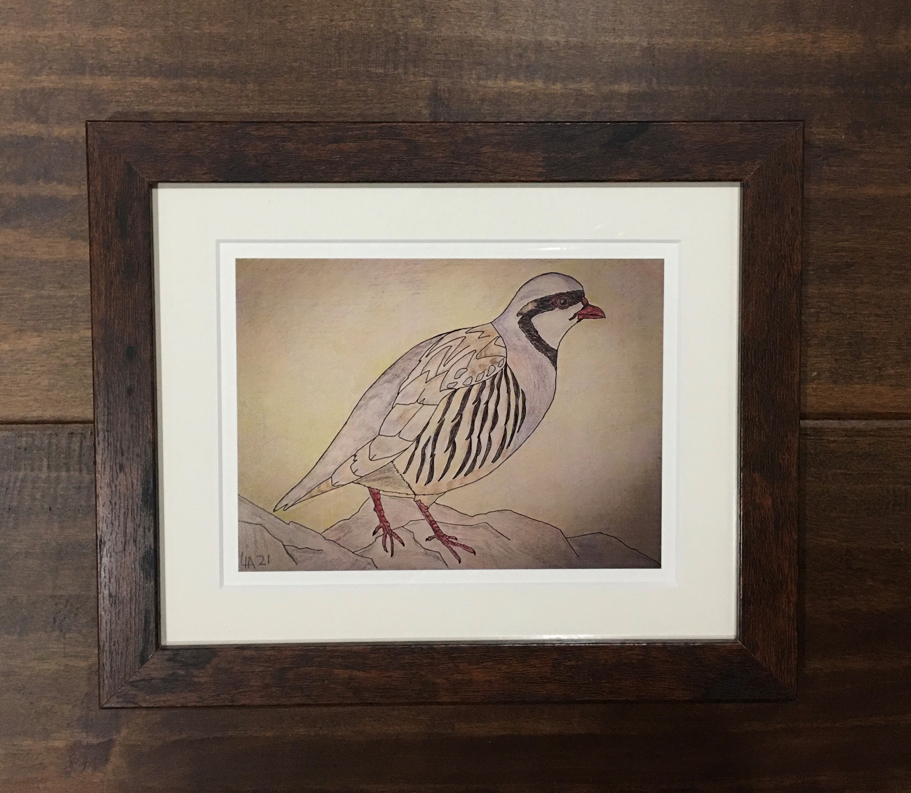 Chukar Partridge Drawing
