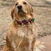 Dog Neck Scrunchie, Paw Print, Neck Ruffle Collar, Ruffle Collar, Fits ...