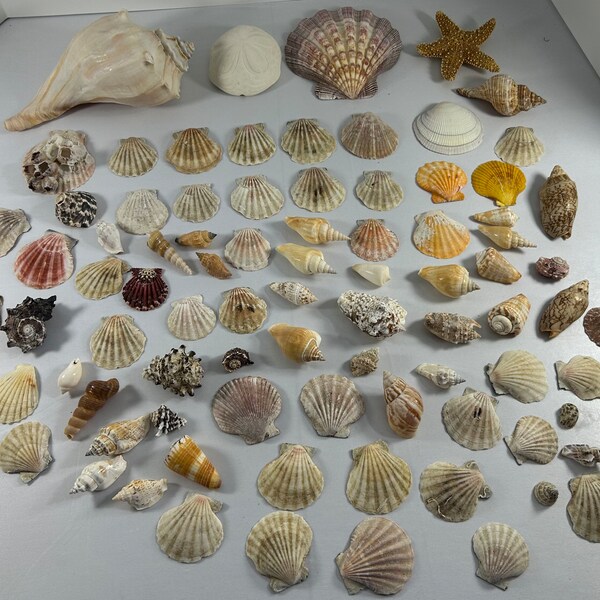 Assorted Seashells - Etsy
