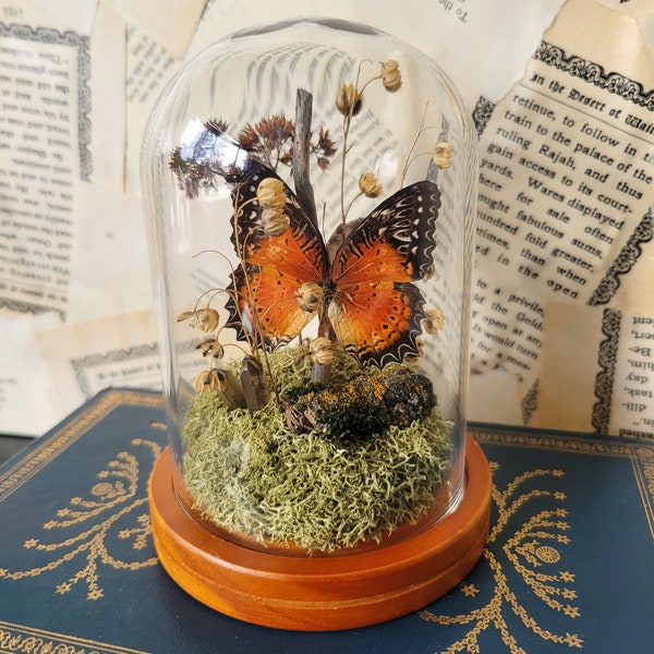 Butterfly Terrarium - Etsy