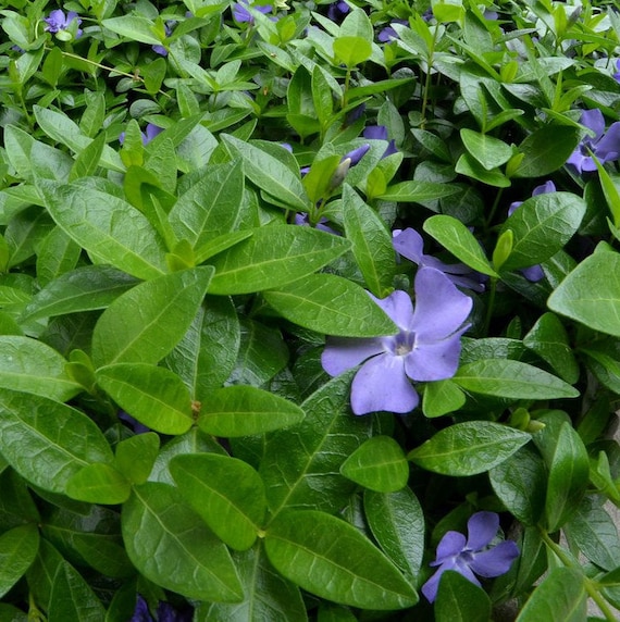 Periwinkle Ground Cover