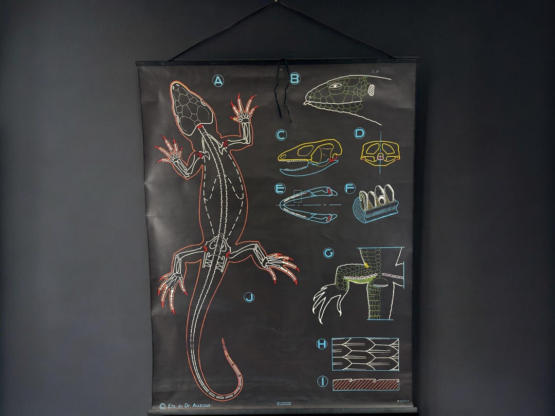 Vintage School Chart of a LEZARD, Vintage Zoological Poster, Lizard ...