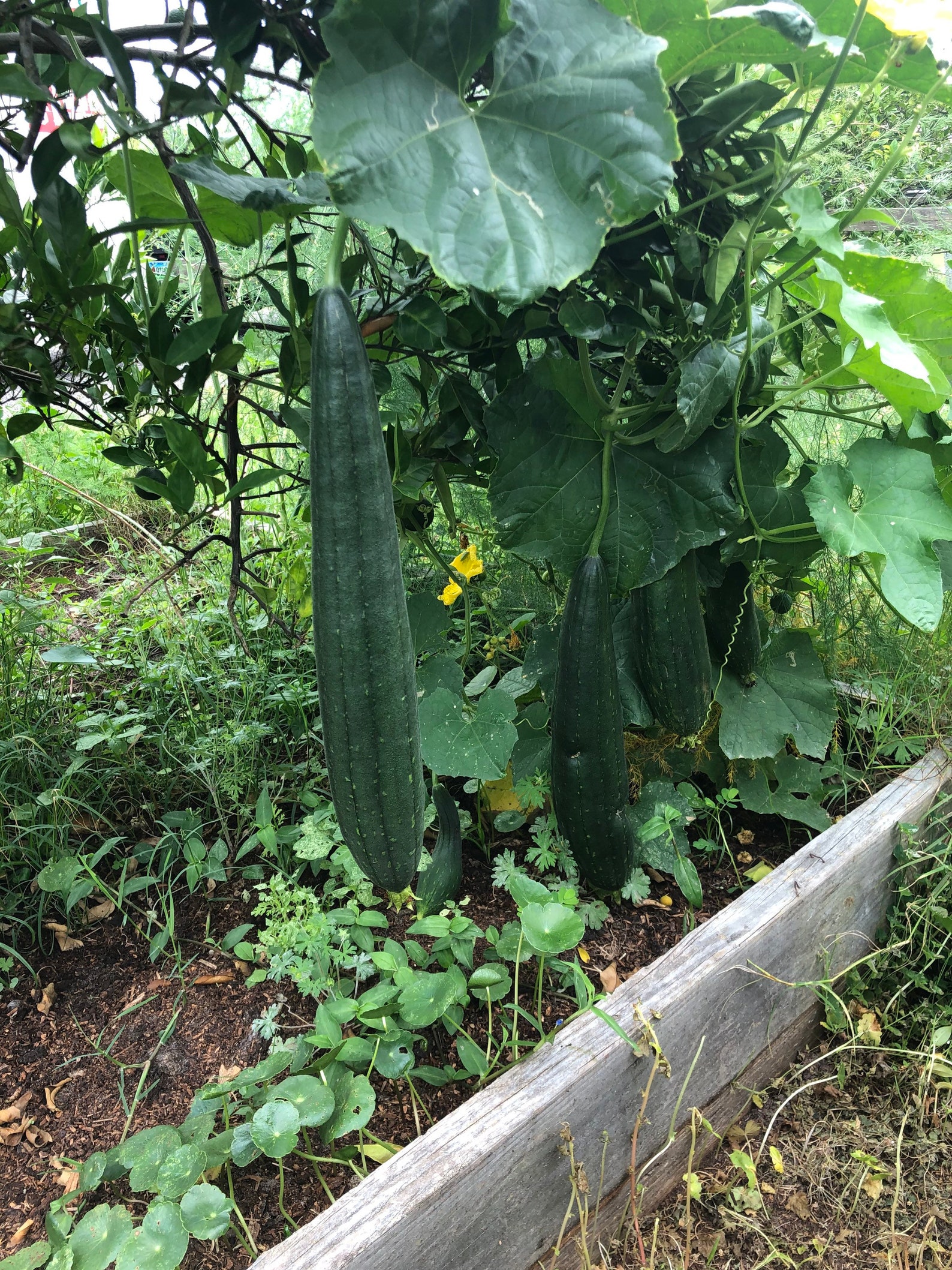 LUFFA ORGANIC FARM Grown, Natural Loofah Sponge, Organic Loofah Sponge ...