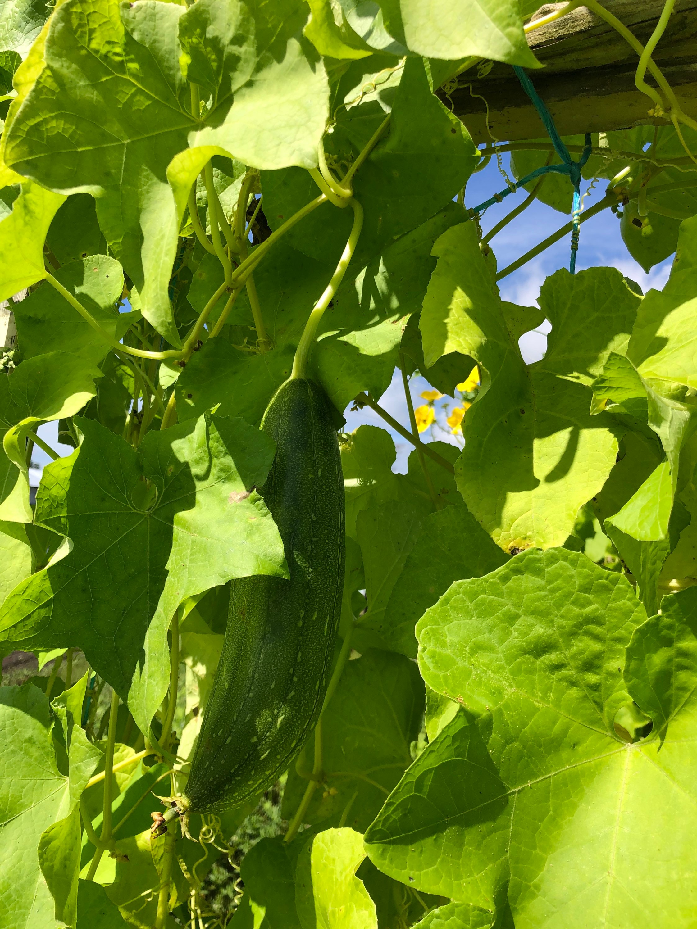 LUFFA ORGANIC FARM Grown, Natural Loofah Sponge, Organic Loofah Sponge ...