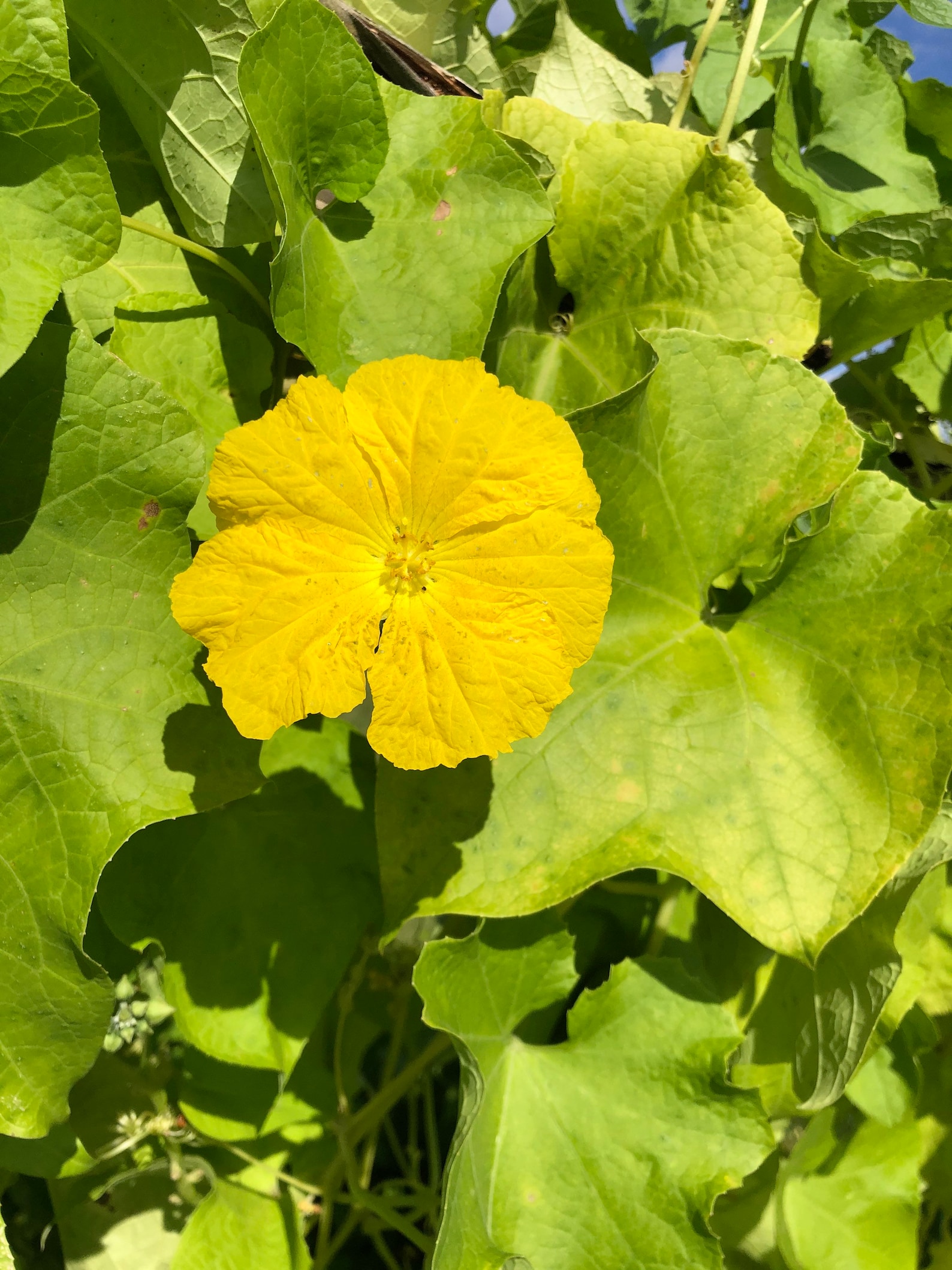 LUFFA ORGANIC FARM Grown, Natural Loofah Sponge, Organic Loofah Sponge ...