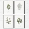 FIDDLE LEAF FIG Art Print Wall Set of 3 Piece Printable Tree Painting ...