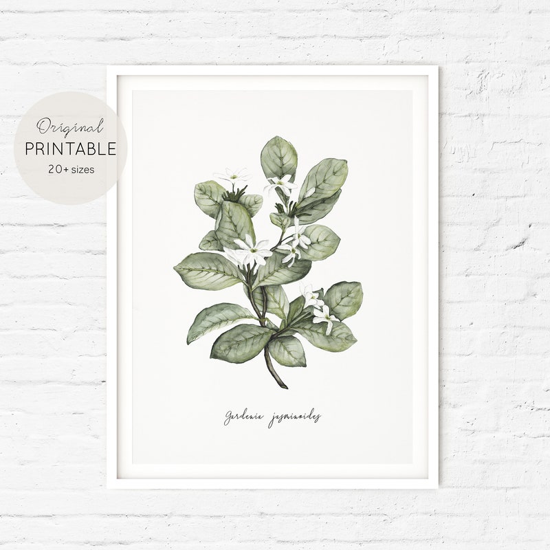 Gardenia Print - Etsy