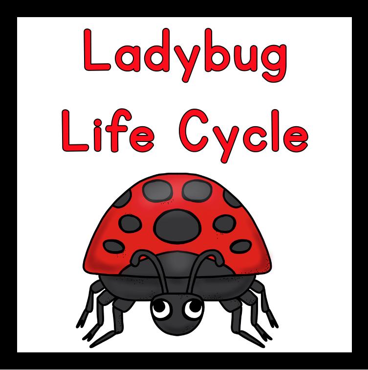 Ladybug Life Cycle | Digital Download Products | Teacher Resources - Etsy