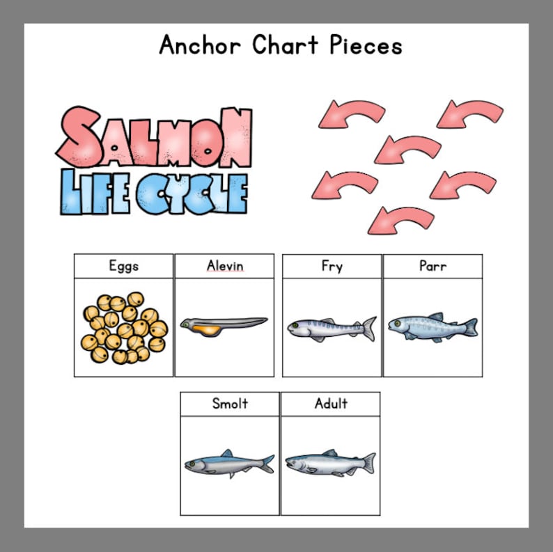 Salmon Life Cycle | Digital Download Products | Teacher Resources - Etsy