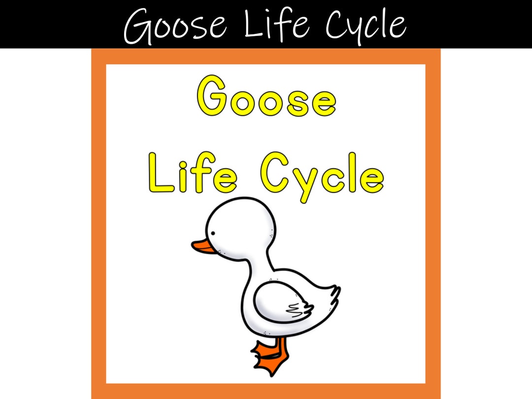 Goose Life Cycle Digital Download Products Teacher Resources - Etsy