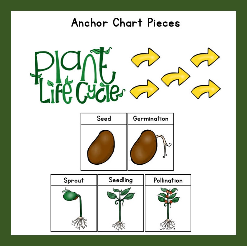 Plant Life Cycle Digital Download Products Teacher Resources - Etsy