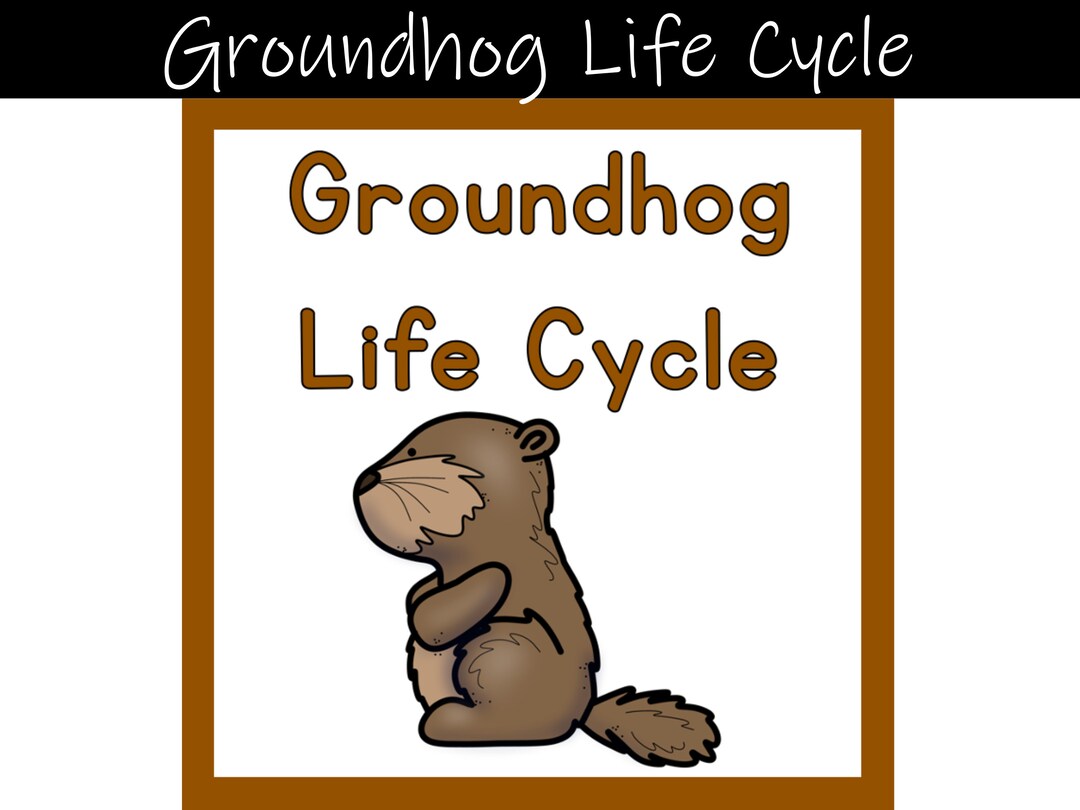 Groundhog Life Cycle Digital Download Products Teacher Resources - Etsy