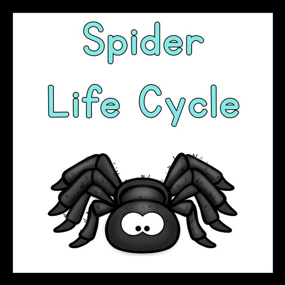 Spider Life Cycle | Digital Download Products | Teacher Resources - Etsy