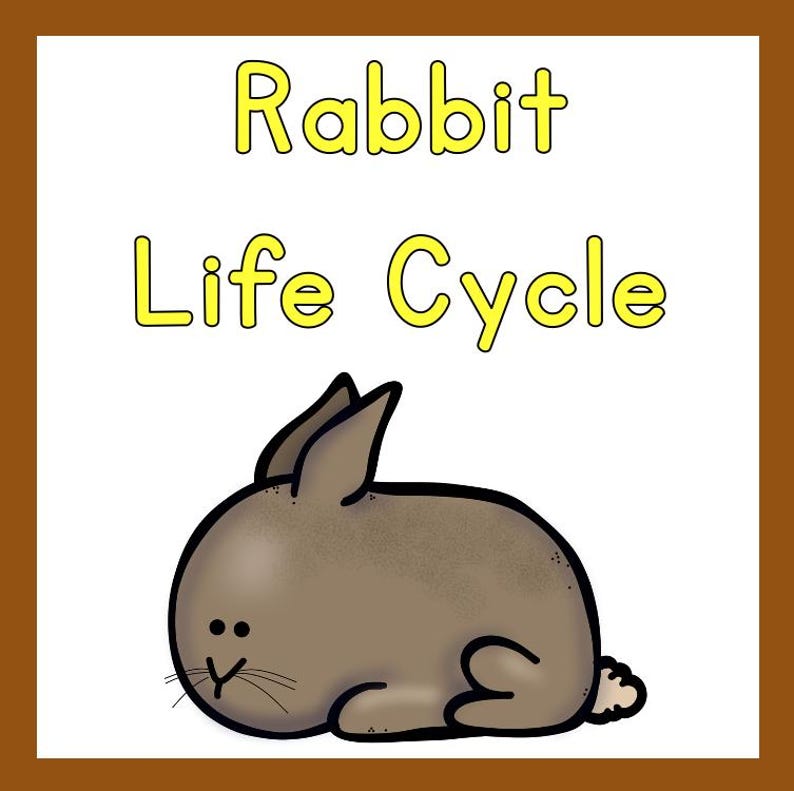 Rabbit Life Cycle | Digital Download Products | Teacher Resources - Etsy